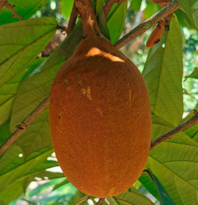 Copoazú - FRUTOS AMAZONICOS